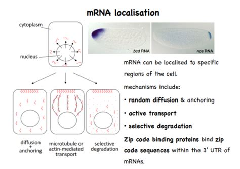 Lecture 25 Rna Localisation And Translational Control Flashcards Quizlet