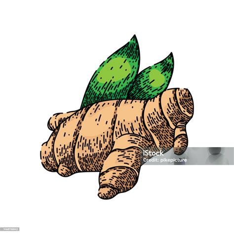 Vektor Gambar Tangan Sketsa Makanan Jahe Ilustrasi Stok Unduh Gambar