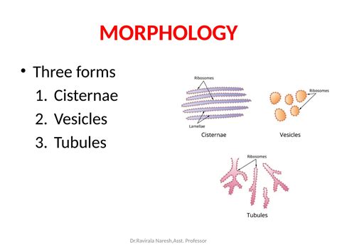 Endoplasmic Reticulum Structure And Functions Ppt