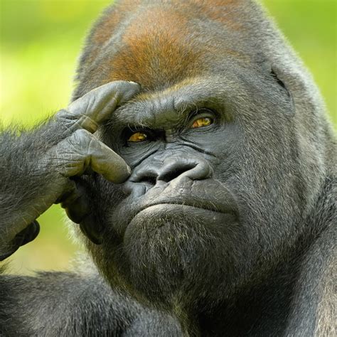 Super Warthog By Grumpy Gorilla Makerworld Download Free 3d Models