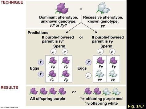 I Monohybrid Crosses A Simple Cross Cross