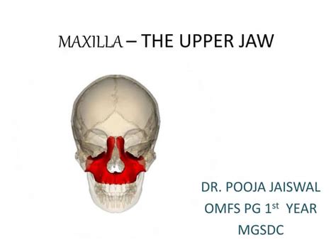 Maxilla Development And Clinical Corelation Pptx