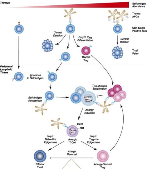 Relationship Between Cd4 Regulatory T Cells And Anergy In Vivo The