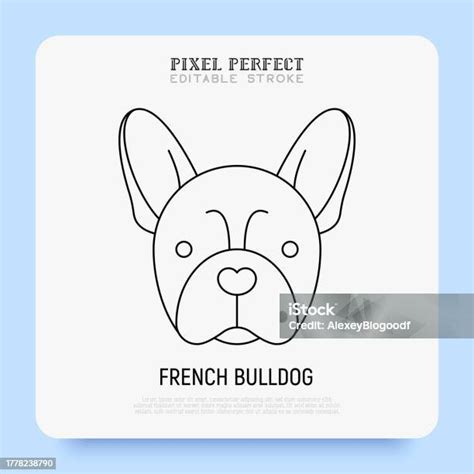 프렌치 불독 머리 얇은 선 아이콘입니다 개 품종 편집 가능한 획 벡터 일러스트 레이 션입니다 가축에 대한 스톡 벡터 아트 및 기타 이미지 Istock