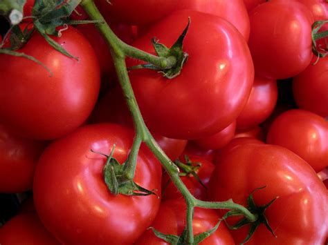 CUT And DRY Frankly Mrs Tomato I Love You