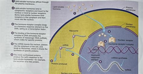 Nuclear Receptor Model Album On Imgur