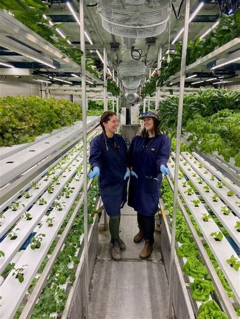 Comparing Hydroponic Setups Dwc Vs Nft — Growcer