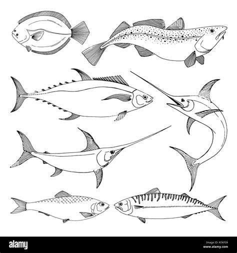 Set Di Diversi Pesci Di Mare Illustrazione Vettoriale Nel Disegno