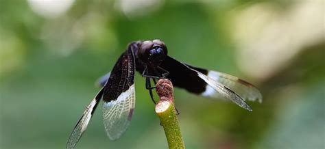 Macro Insects Premium Photo