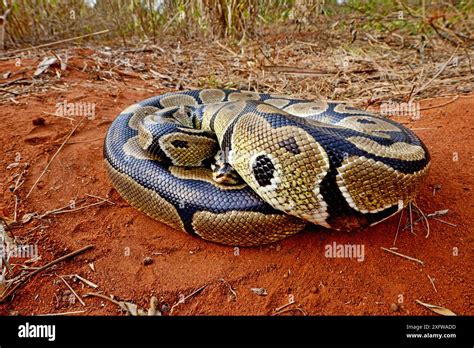 Royal Python Python Regius Curled Up Into A Ball Togo Controlled