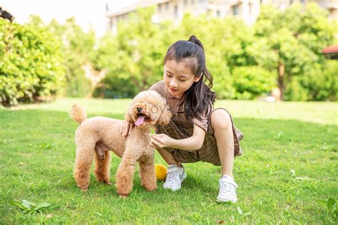 강아지와 강아지를 야외에서 노는 어린 소녀 이미지 사진 501397754 무료 다운로드