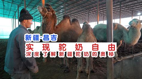 在新疆实现驼奶自由是什么体验？现挤现喝，根本停不下来 喀什浓眉哥 喀什浓眉哥 哔哩哔哩视频