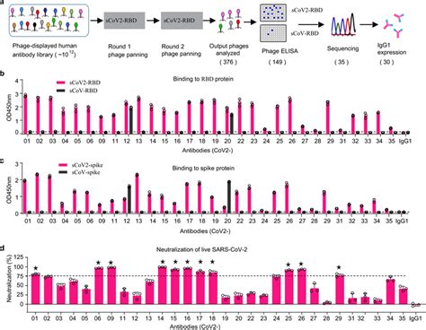 Isolation Of Rbd Directed Human Mabs With Neutralizing Activates