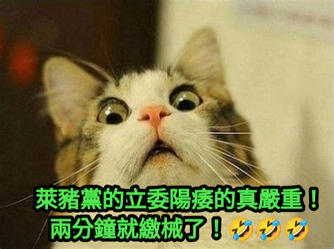 萊豬黨的立委陽痿的真嚴重！兩分鐘就繳械了！🤣🤣🤣