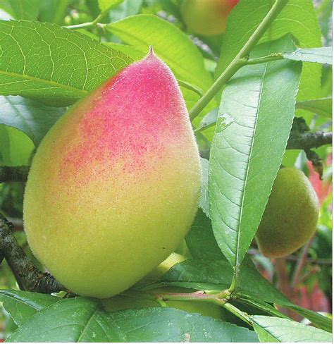 桃仁 补益调理药