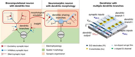 tsinghua scientists invent a neuromorphic dendritic network computation