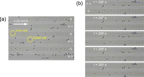 Figure 5 From High Throughput Separation Of Cells By Dielectrophoresis
