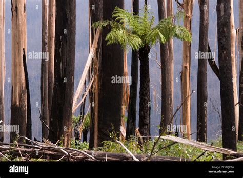 Fire Damaged Trees And Bush Showing Regrowth A Year After A Bushfire Stock Photo Alamy