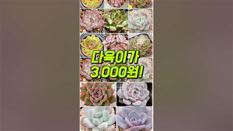 다육이가 3000원 다육이 다육식물 Cactus 반려식물 Plants 다육 다육화분 다육이들 다육이저렴한곳
