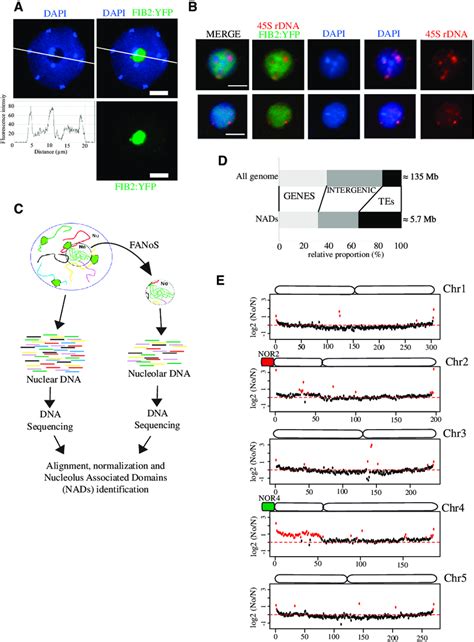 Identification Of Nads In A Thaliana A One Z Stack Of A Dapi Stained