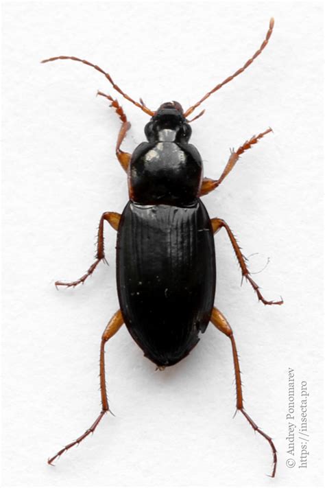 Photo 89843 Calathus Micropterus