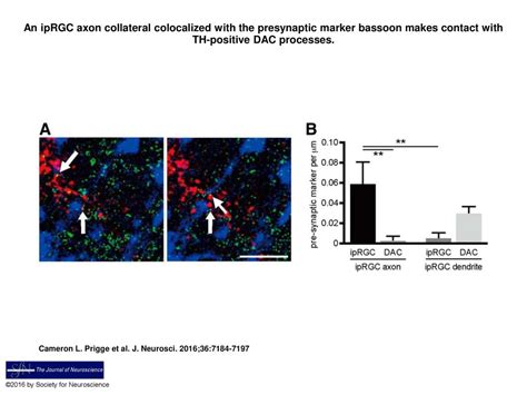 An Iprgc Axon Collateral Colocalized With The Presynaptic Marker