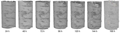 3d Reconstructed Samples From μct Analysis After Immersion In Ringer Up