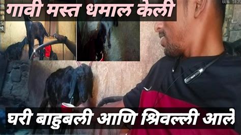 आज गावी गेलो तरघरी बाहुबलीस्रीवल्ली भेटलेबघून नवल वाटले