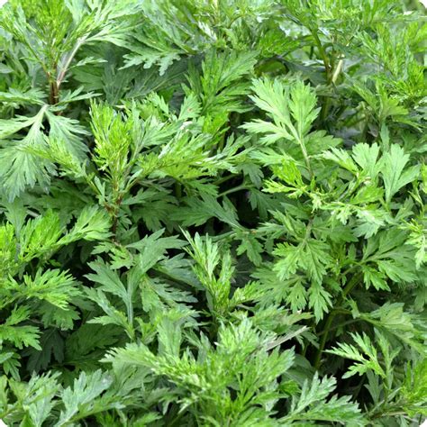 Mugwort Seeds Heirloom Untreated Non Gmo From Canada