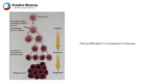 Cell Proliferation Assay Services Ppt