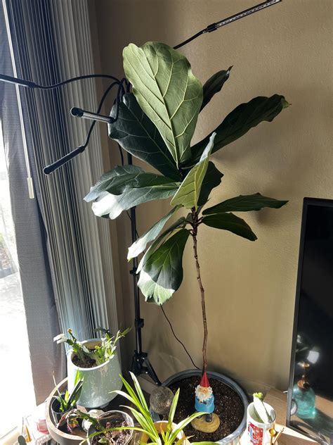 Propagation Question R Fiddleleaffig