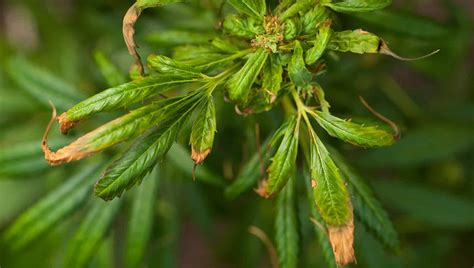 Autoflowering Plant Heat Stress Symptoms Fast Buds