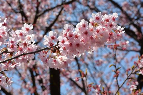 Sakura Ecco Il Significato Del Bellissimo Fiore Di Ciliegio Giapponese