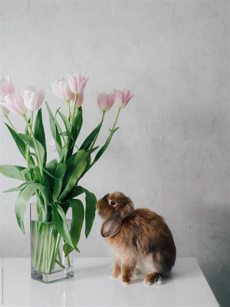 Adorable Bunny Sniffing Flower By Stocksy Contributor Alina