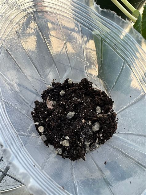 Wool Pellets Ranching Tradition Fiber