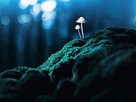 9200개 이상의 Lsd 스톡 사진 그림 및 Royalty Free 이미지 Istock