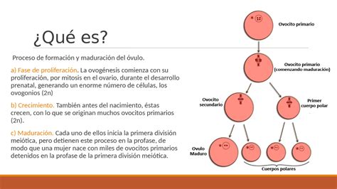 Esquema De Ovogénesis ¡fotos And Guía 2024
