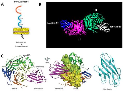 Viruses Free Full Text The Host Cell Receptors For Measles Virus