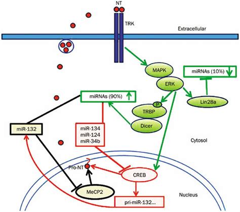 The Regulatory Loops Of Neurotrophins Nts Mirnas And Transcription