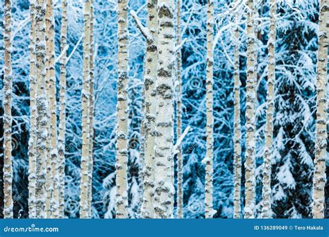 Close Up Of White Snowy Birch Trunks In Winter Forest Stock Image Image Of Outdoor Scene