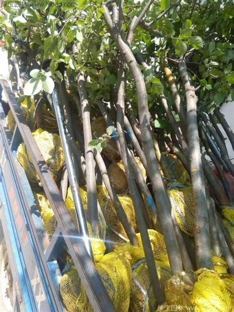 地径3～4公分木瓜海棠多少钱一棵？ 绿宝园林网