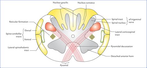 Spinothalamic Tract Midbrain