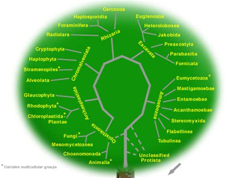 Domain Eukaryota
