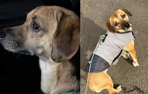 Patrocle Cățelul Căutat De Toată România Se Oferă Recompensă Povestea Emoționantă A