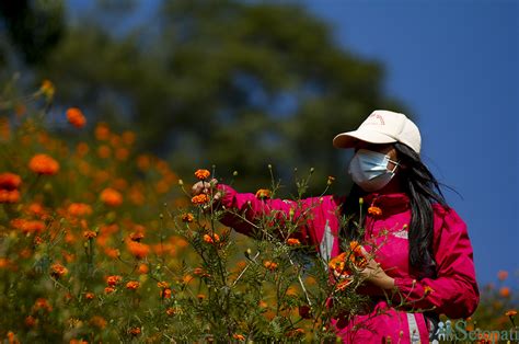 तिहारलाई फूल टिप्न व्यस्त किसान तस्बिरहरू नवीनबाबु गुरूङ Setopati