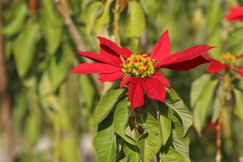 22 Tips To Keep Your Poinsettia Looking Great This Holiday Season And Beyond