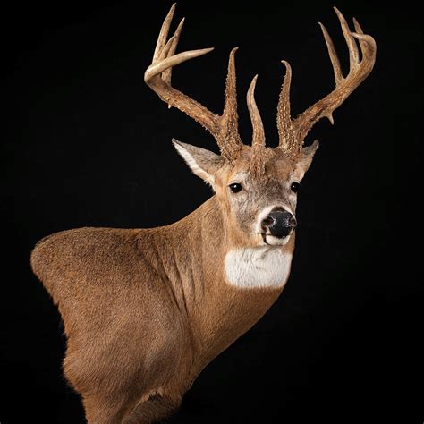 Joe Coombs Classics Taxidermy Supply Mounted By Rick Lowry On The