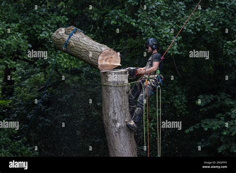 arborist tree surgeon using safety ropes and guide lines felling tree