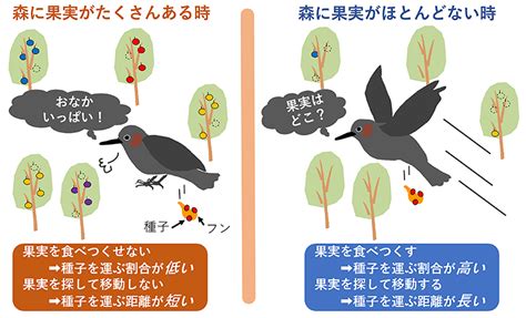 Hummingbirds Use Torpor In Varying Ways