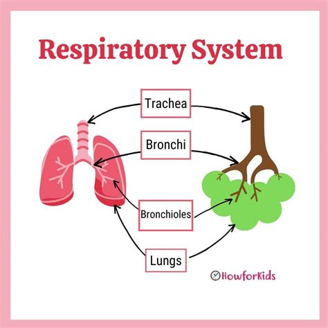 Respiratory System Simple Diagram